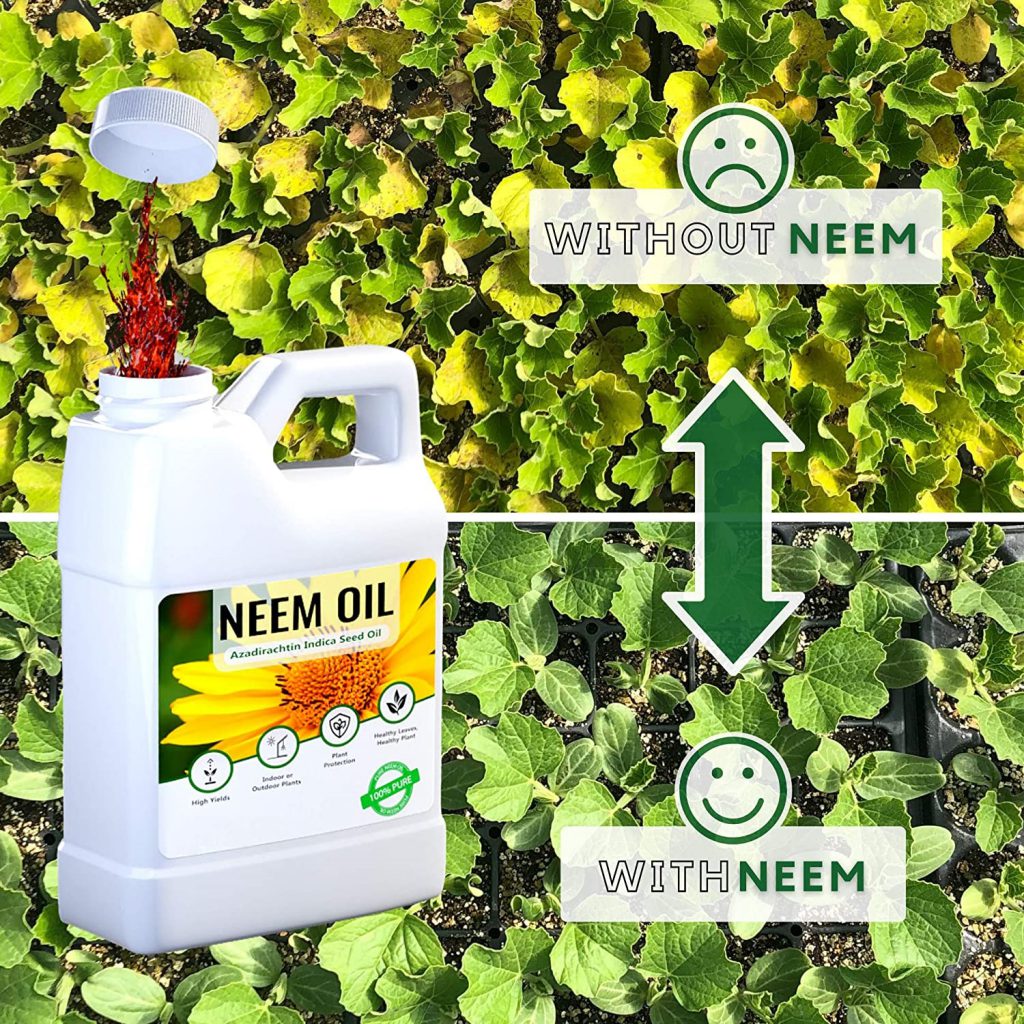 NEEM OIL (Water Soluble) – Terra Bio Naturals